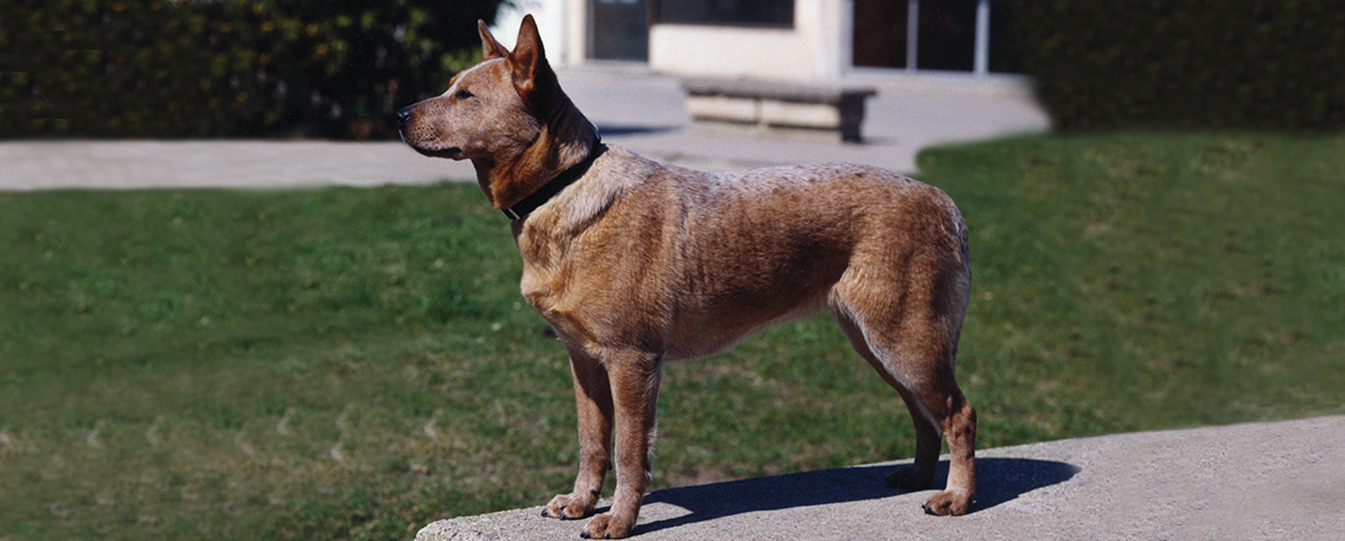 Bouvier australien courte queue | Société Centrale Canine
